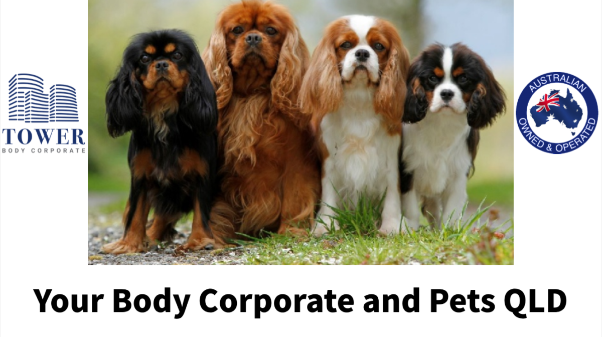 Are Pets Allowed Body Corporate And Pets Qld Are Pets Allowed Body Corporate And Pets Qld